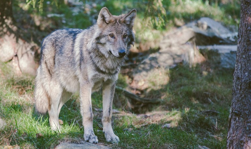 Die Sache mit dem Wolf: Agrarbiologin Stefanie Morbach im Interview | egoFM